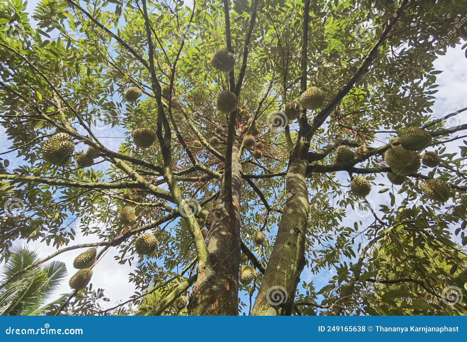Close up of durians stock photo. Image of season, durian - 249165638