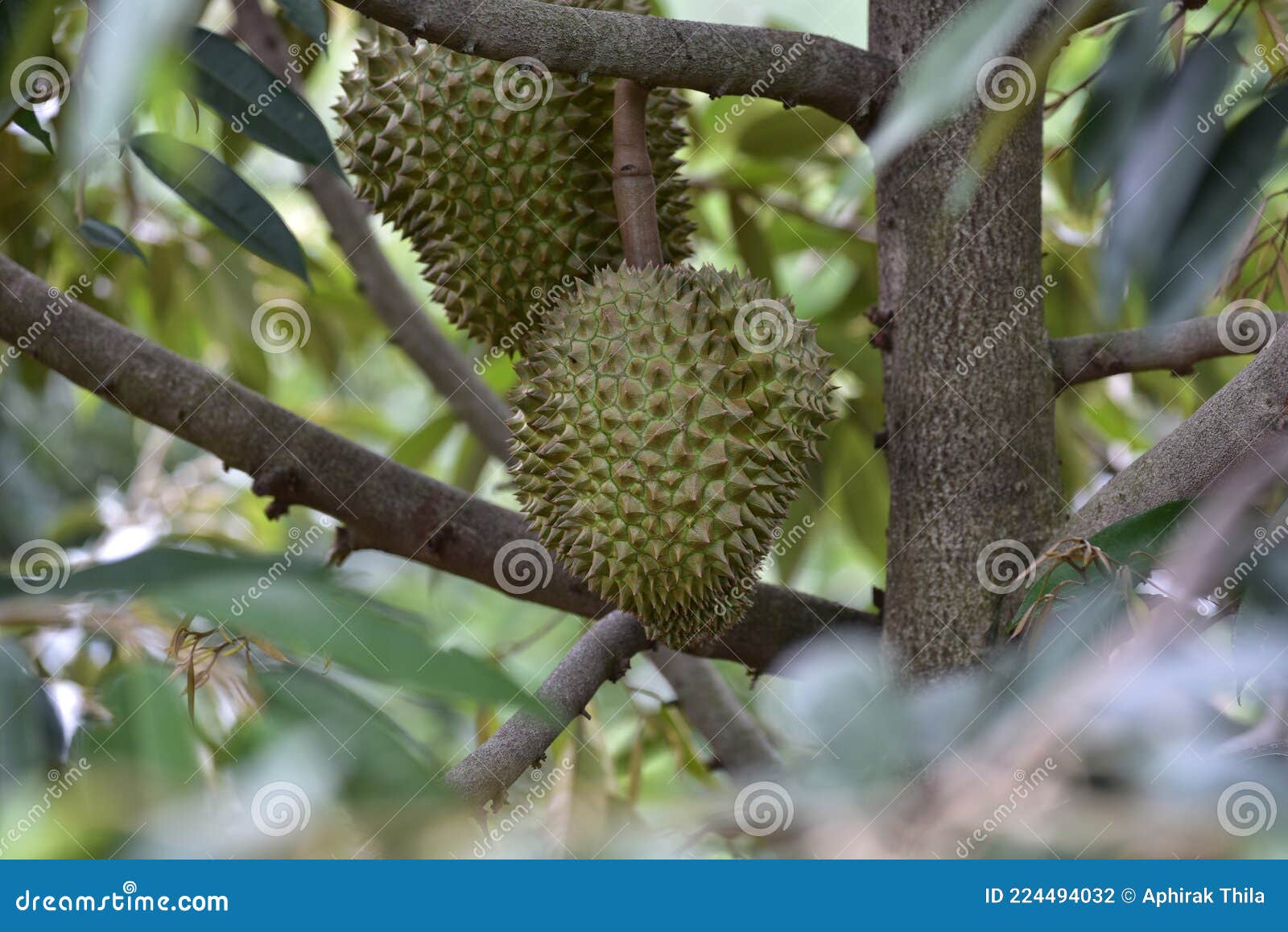 Close-up Durians on the Durian Tree in Organic Durian Orchard. King of ...