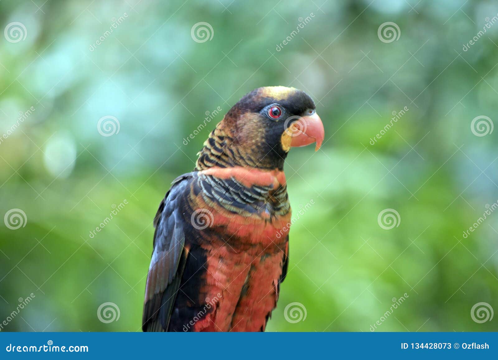 A dusky lory stock image. Image of feathers, parrot - 134428073