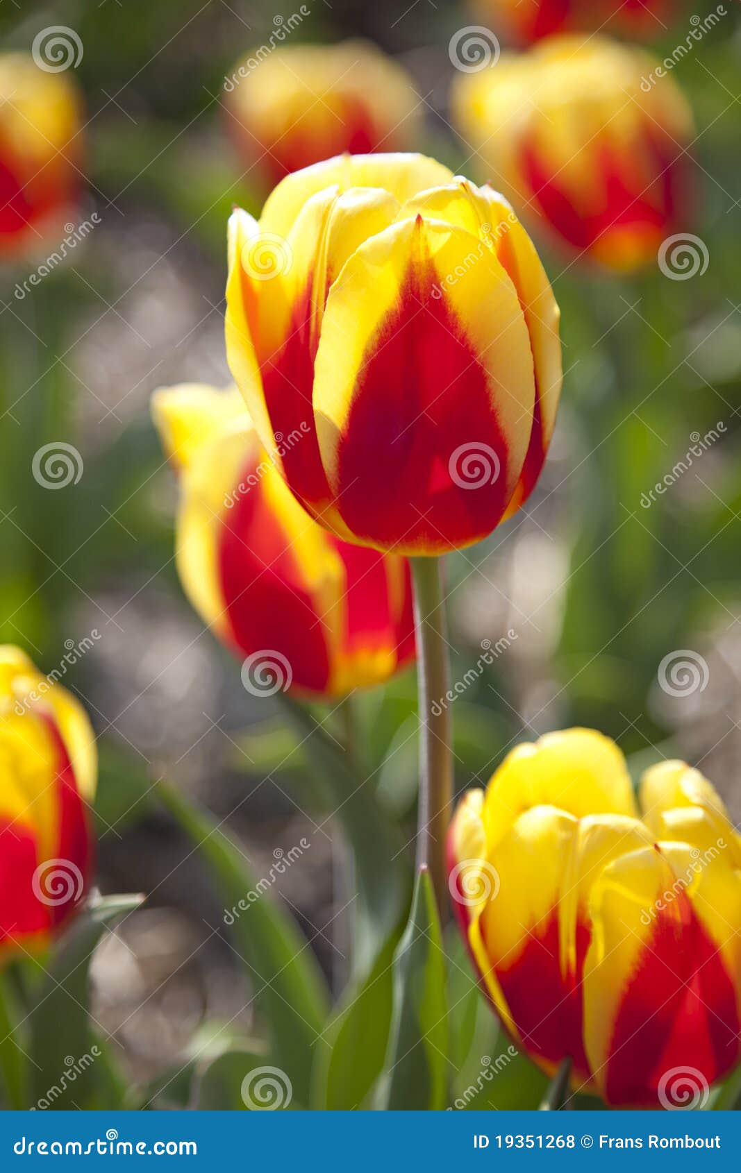 Close up of a Dutch Tulip stock photo. Image of dutch - 19351268