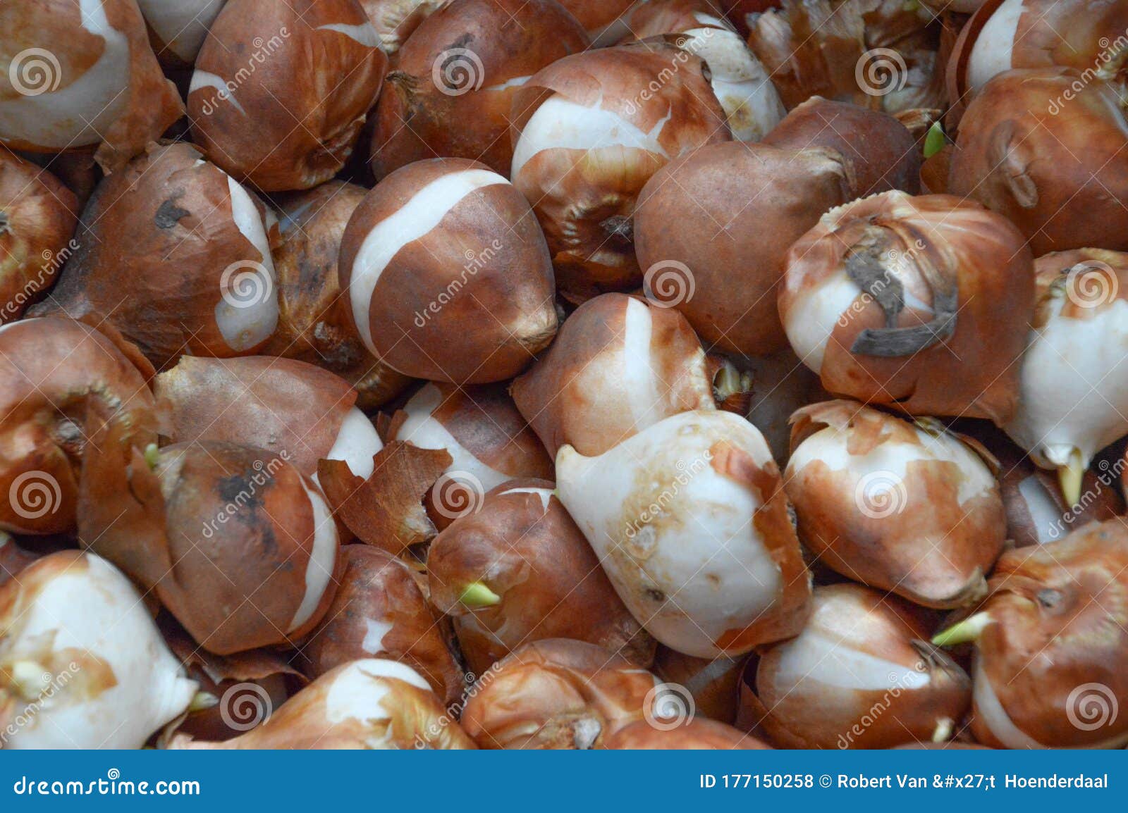 Close Up of Dutch Tulip Bulbs Stock Photo - Image of flower, closeup ...
