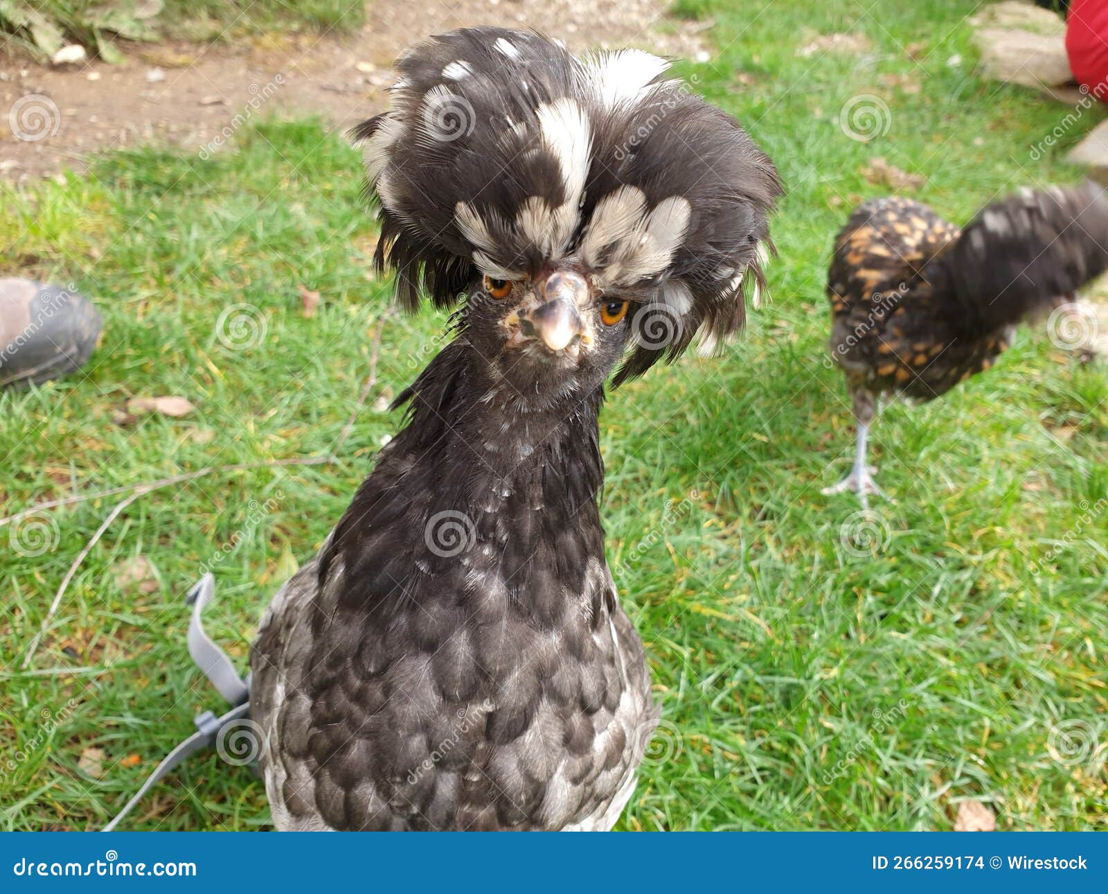 Close-up of a Dutch White-crested Chicken on a Farm Looking at the ...