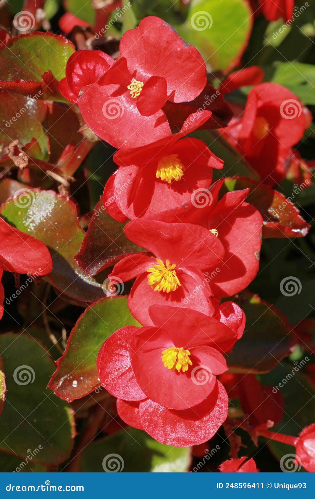 Close-up of Dwarf Red Begonias Stock Image - Image of petal, gardening ...