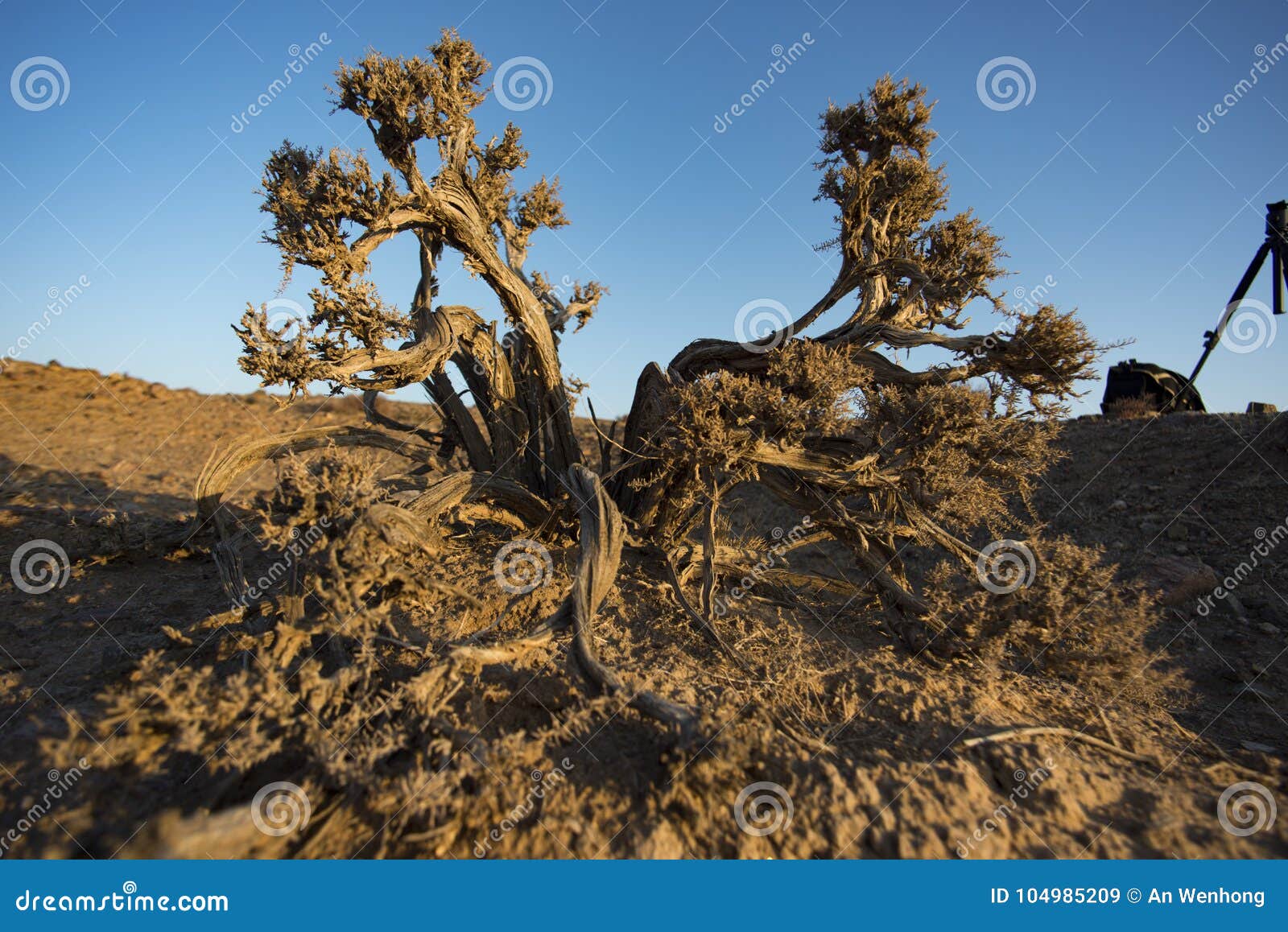 Plants in arid regions stock image. Image of landscape - 104985209