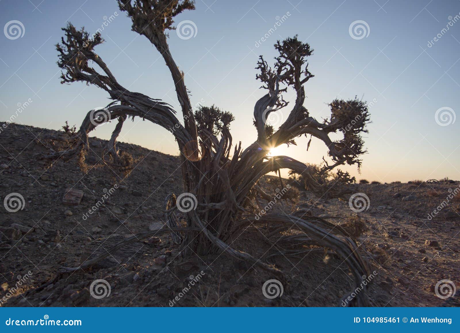 Plants in arid regions stock image. Image of scenic - 104985461