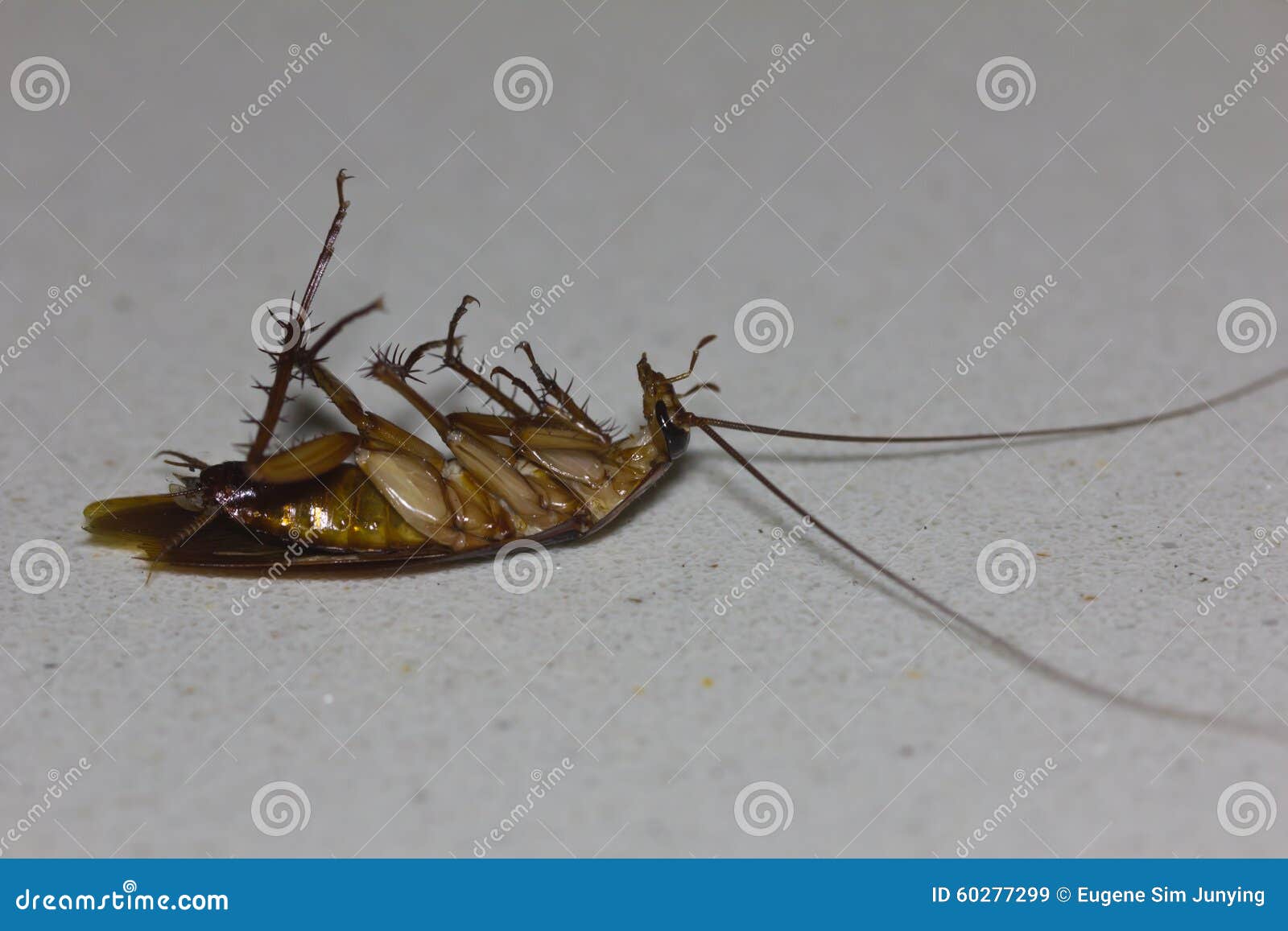 Close Up of a Dying Cockroach Stock Image - Image of sign, indoors ...