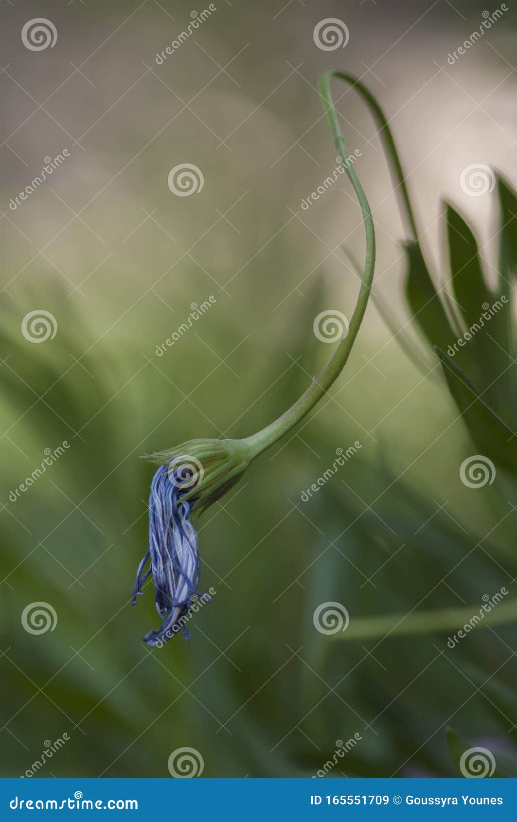 Close Up of a Dying Flower To Climatic Dryness Stock Image - Image of ...