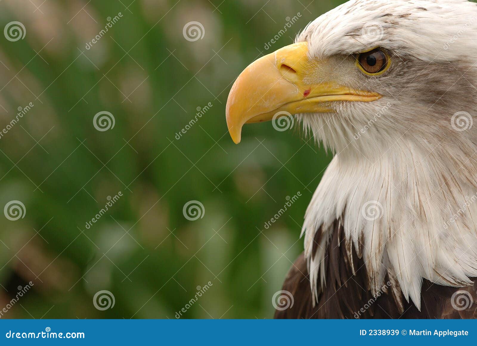 Close up of eagle head stock image. Image of close, yellow - 2338939