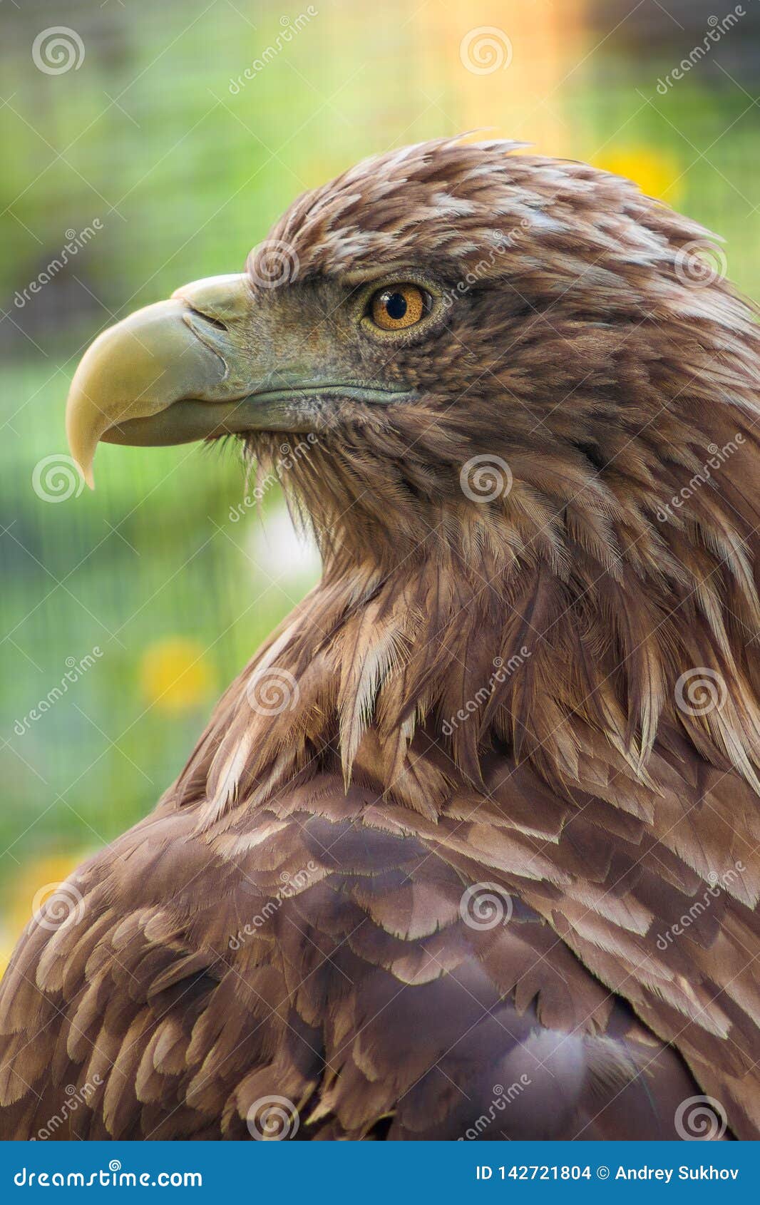 Close up eagle portrait stock photo. Image of proud - 142721804
