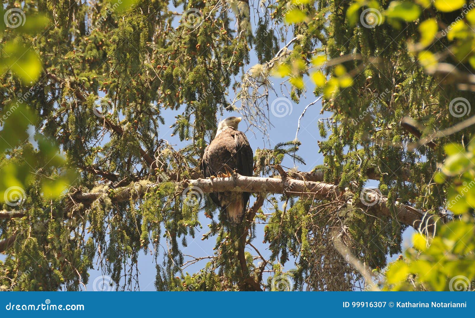 Close Up of Eagle Resting on a Branch in the Trees Stock Image - Image ...