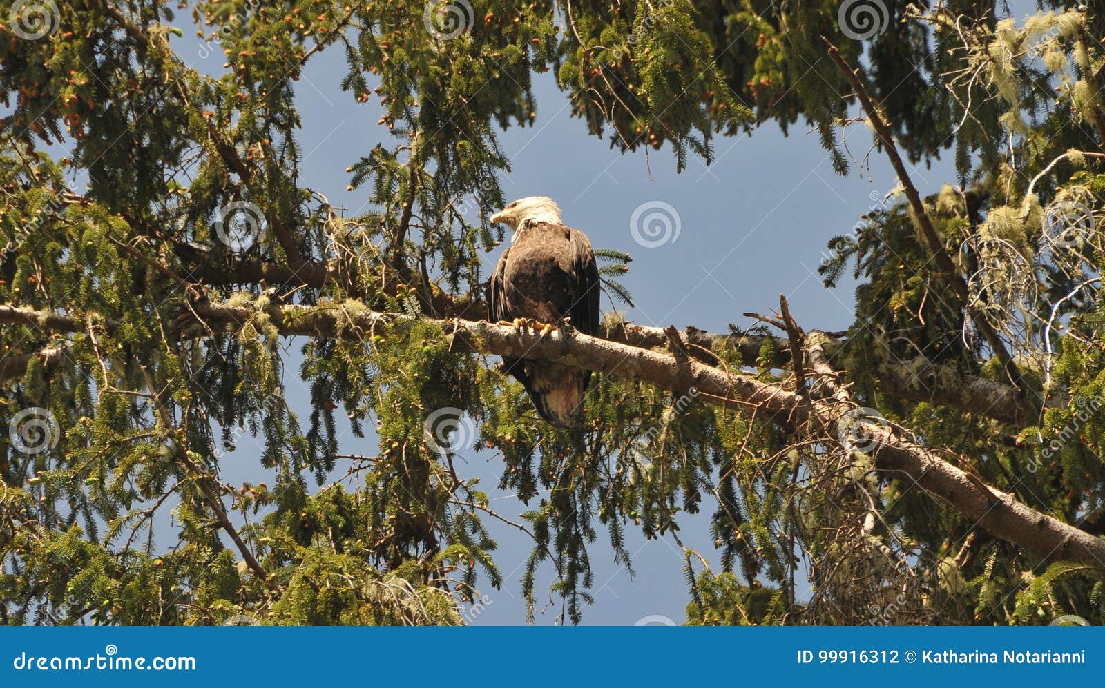 Close Up of Eagle Resting on a Branch in the Trees Stock Photo - Image ...