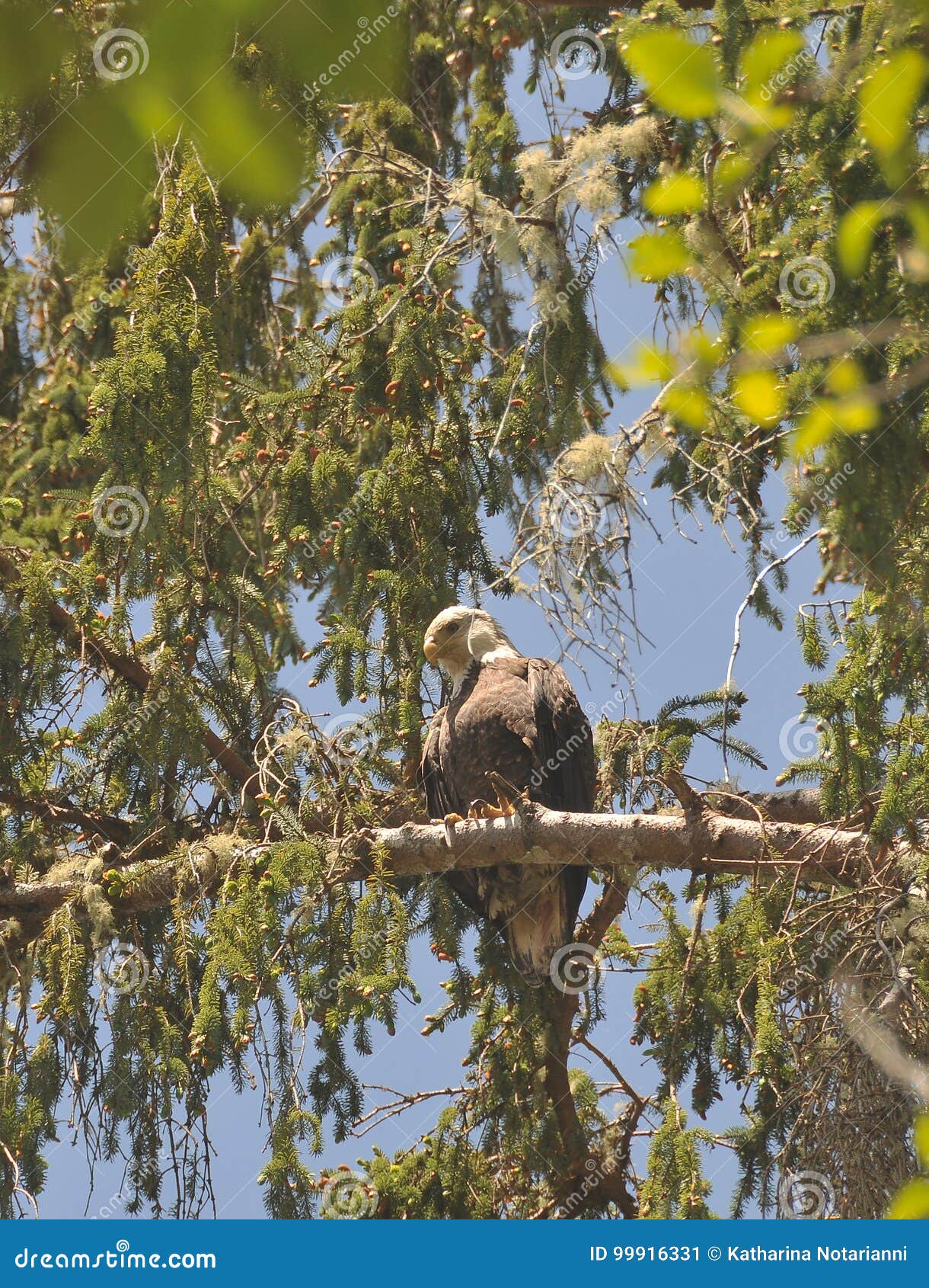 Close Up of Eagle Resting on a Branch in the Trees Stock Image - Image ...