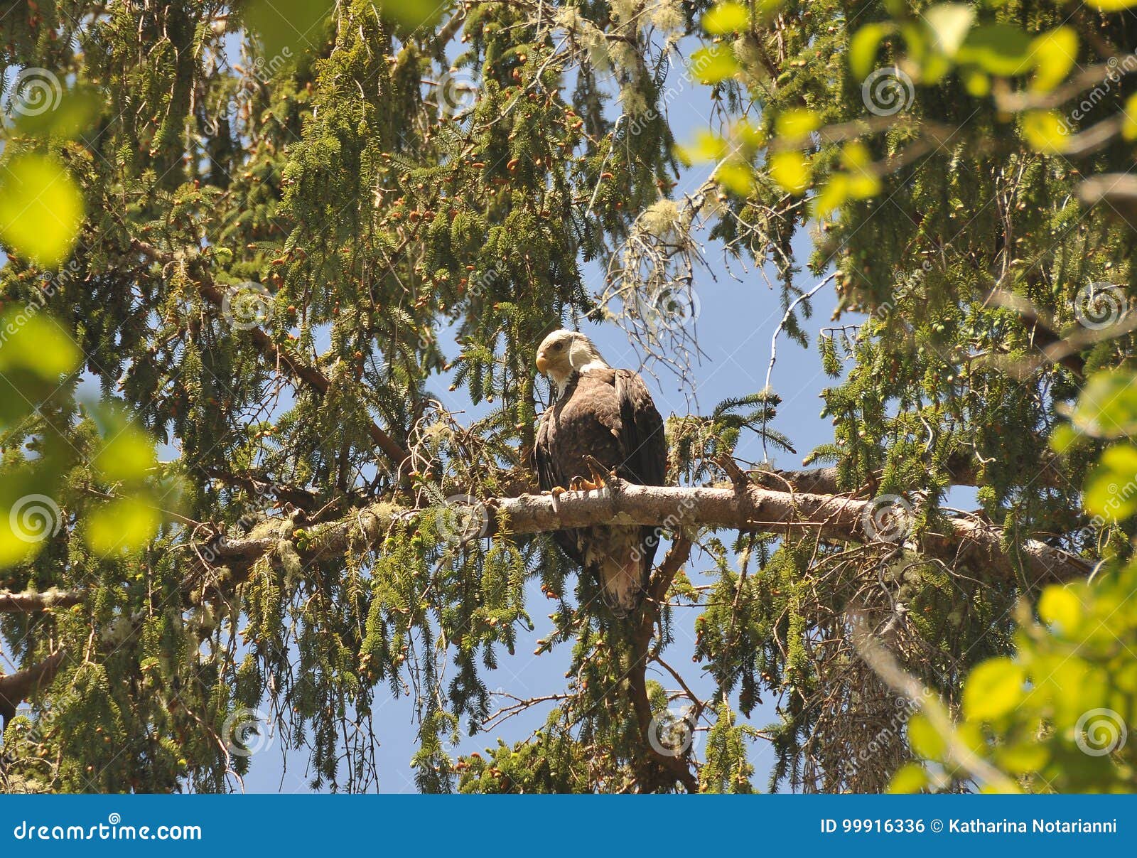 Close Up of Eagle Resting on a Branch in the Trees Stock Photo - Image ...