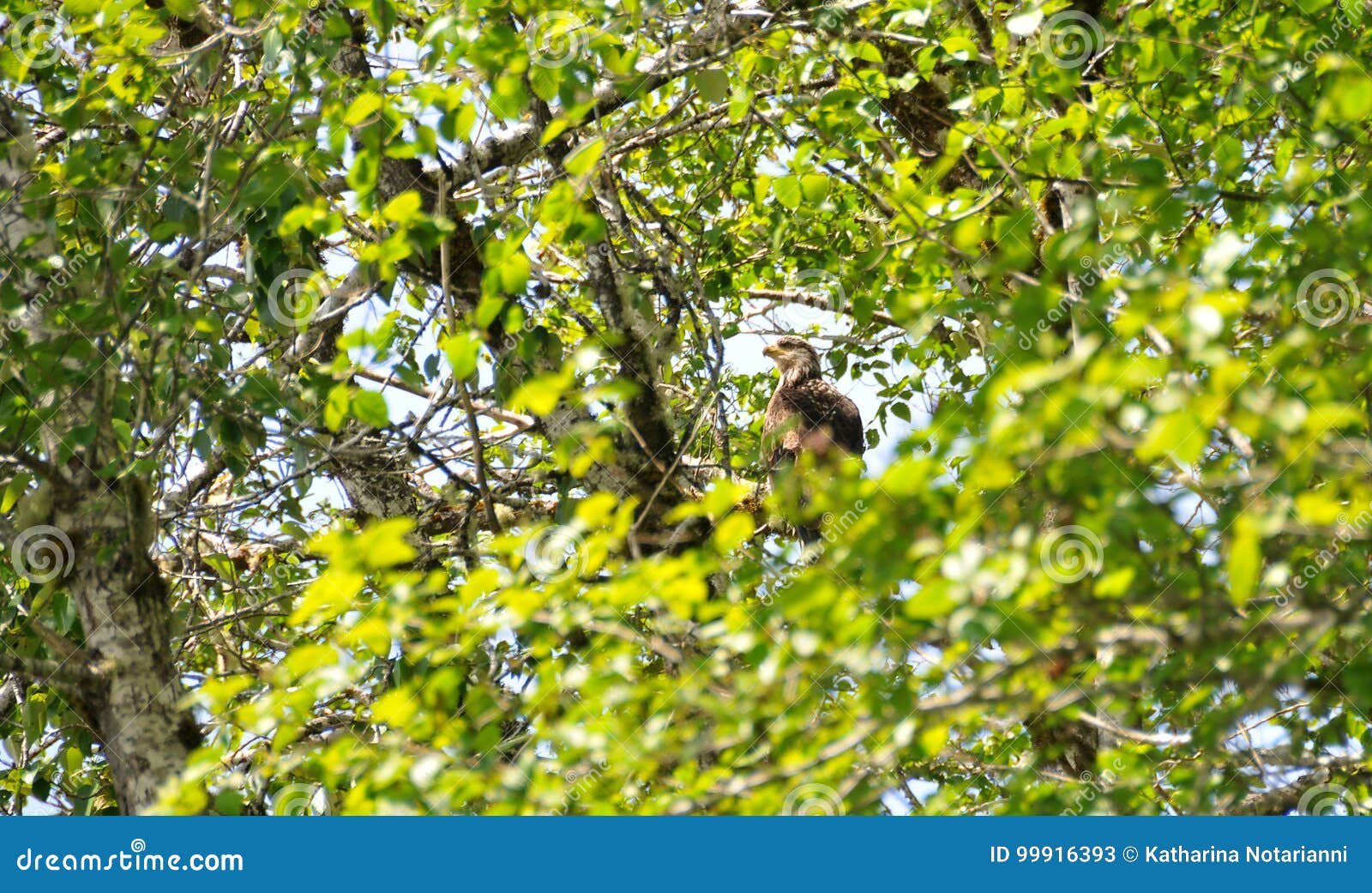 Close Up of Eagle Resting on a Branch in the Trees Stock Image - Image ...