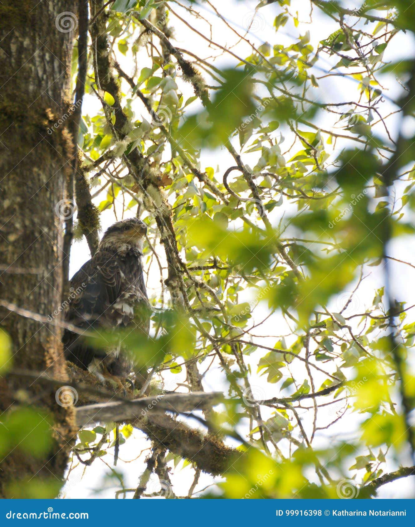Close Up of Eagle Resting on a Branch in the Trees Stock Photo - Image ...