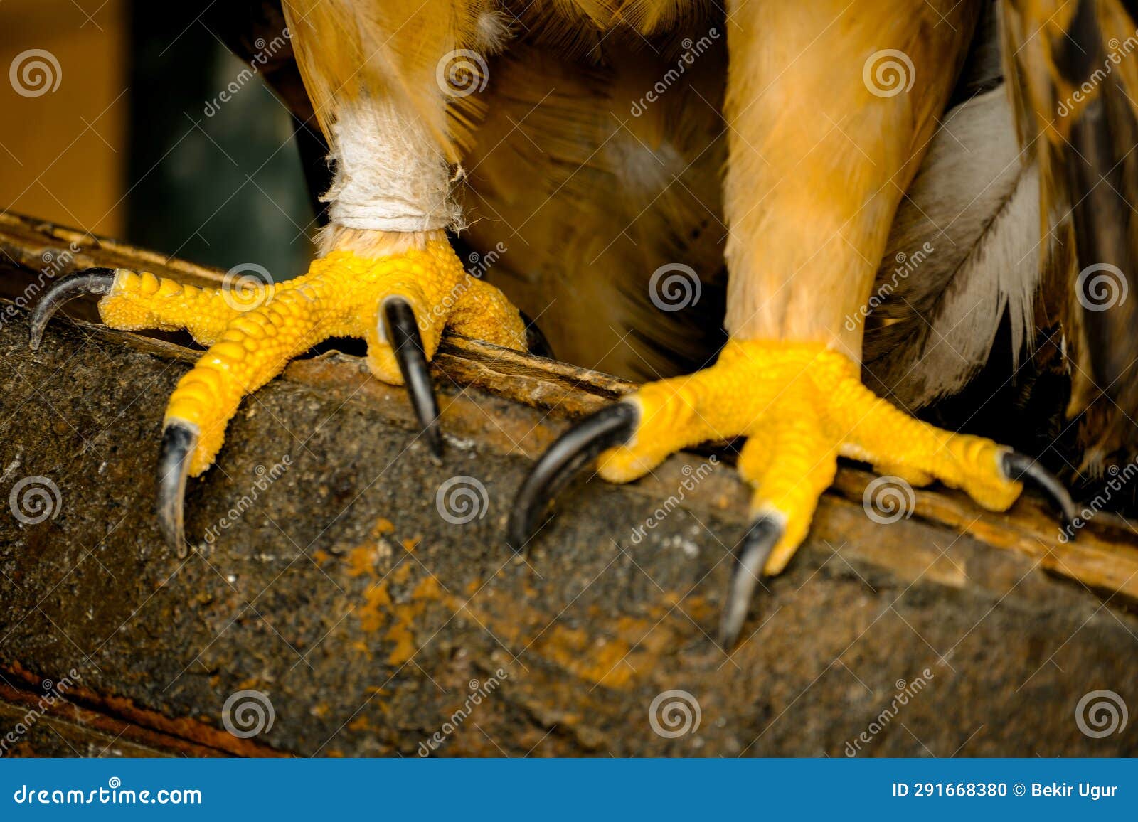 Close Up of the Eagle S Feet Stock Photo - Image of plant, autumn ...