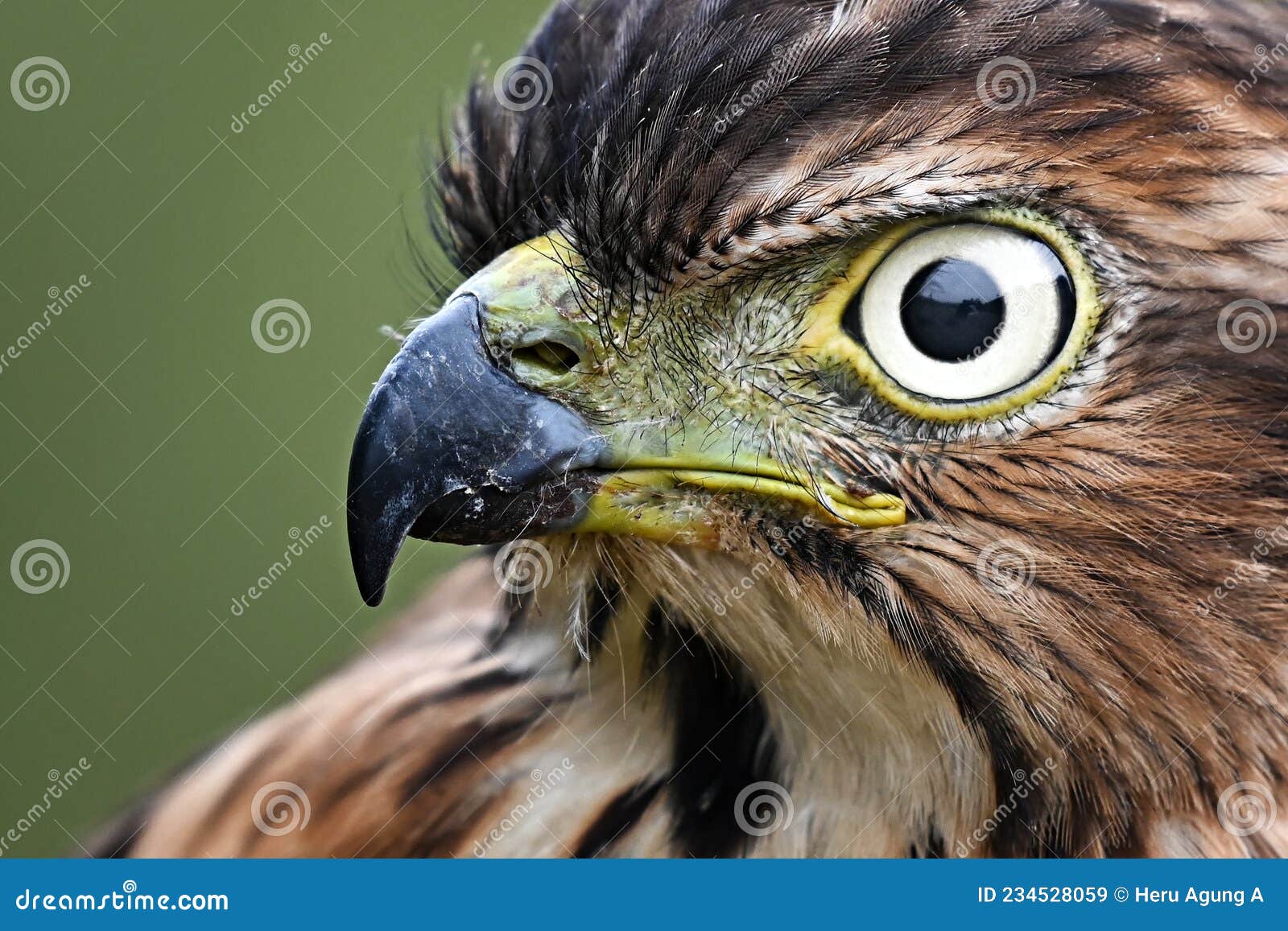 Close Up, Eagle S Sharp Eyes Stock Image - Image of like, birdofprey ...