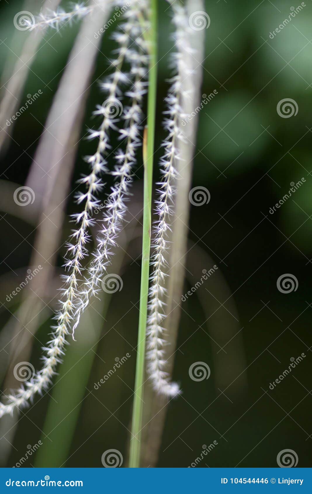 Closeup of white reed stock photo. Image of brown, outdoor - 104544446