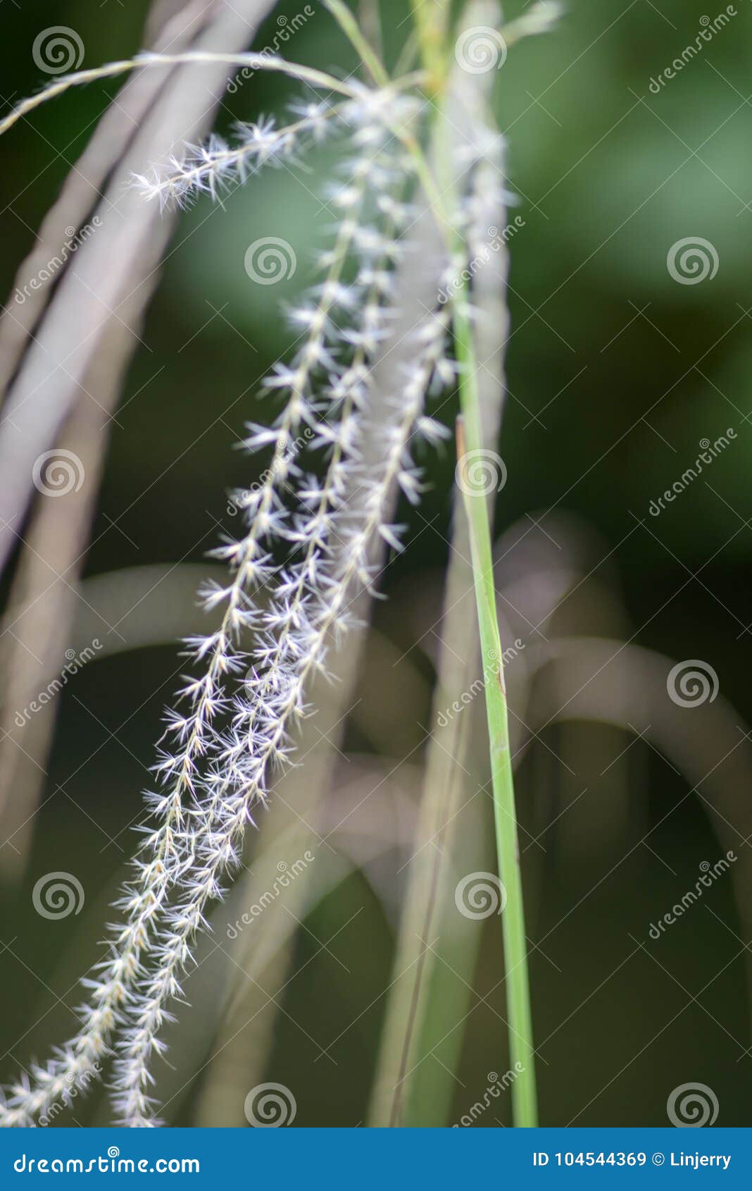 Closeup of white reed stock image. Image of park, detail - 104544369