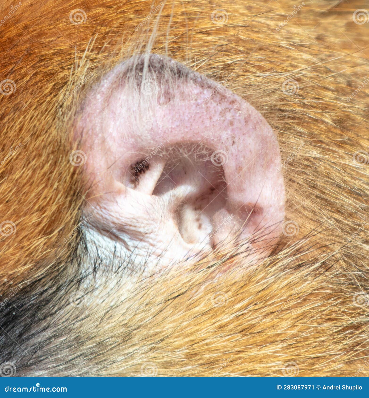 Close Up of the Ear of a Macaque Monkey, Macaca Fascicularis Stock ...