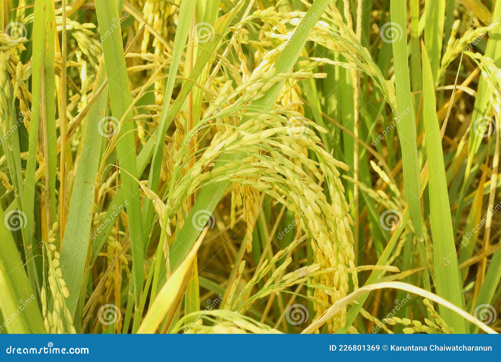 Close Up Ear of Rice is Growing in the Rice Fields Stock Image - Image ...