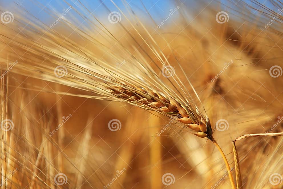 Close-up of ear of wheat stock image. Image of agriculture - 10944743