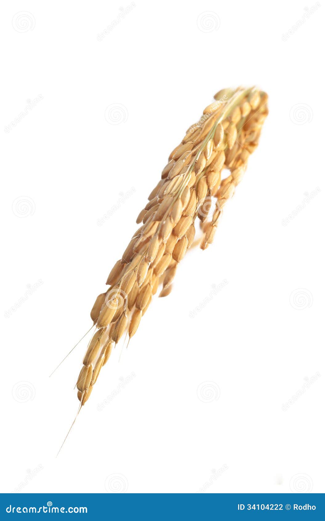 Close up ears of rice stock photo. Image of food, agriculture - 34104222