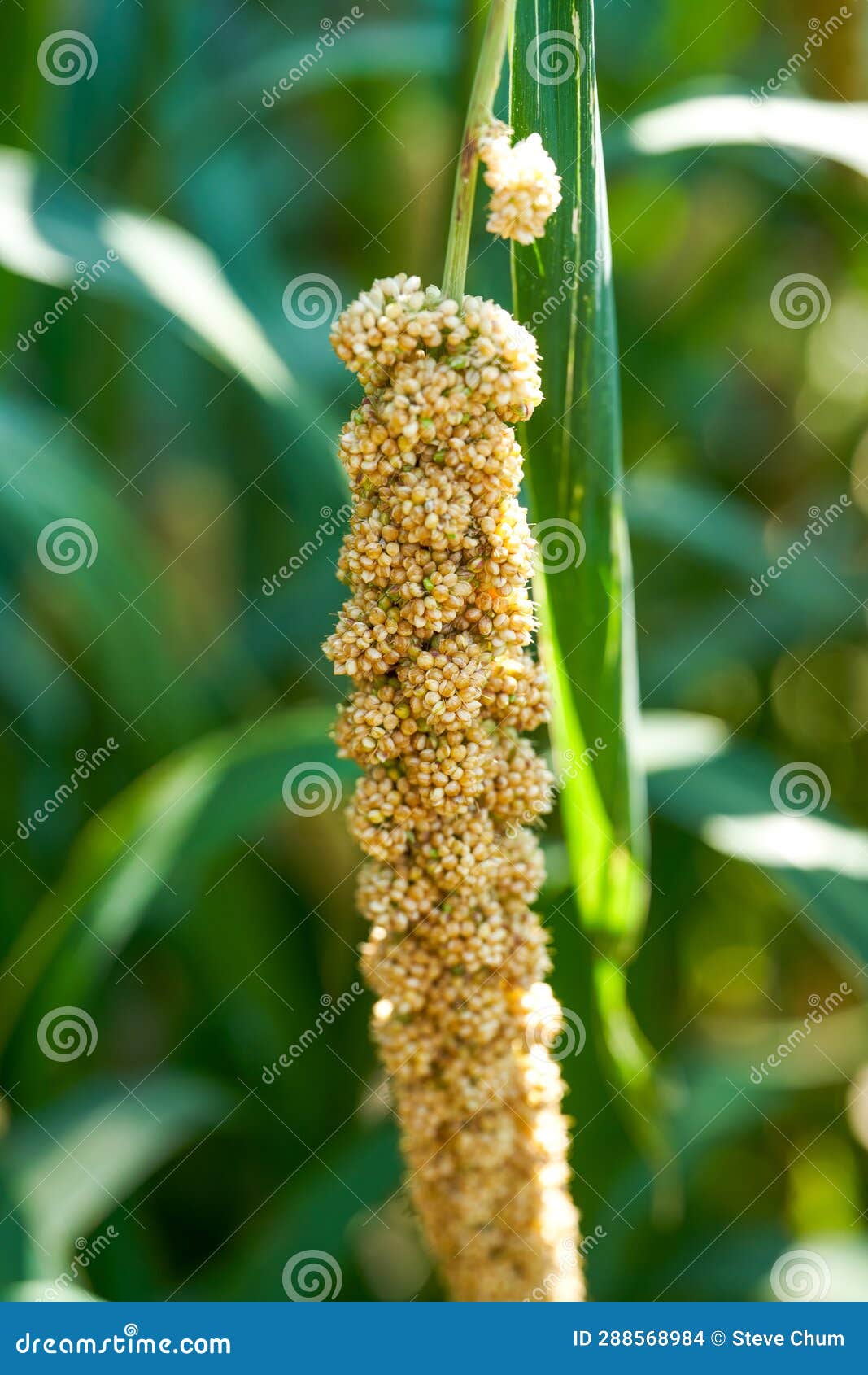 Close-up of Ears of Yellow Millet Growing in the Farm Stock Photo ...