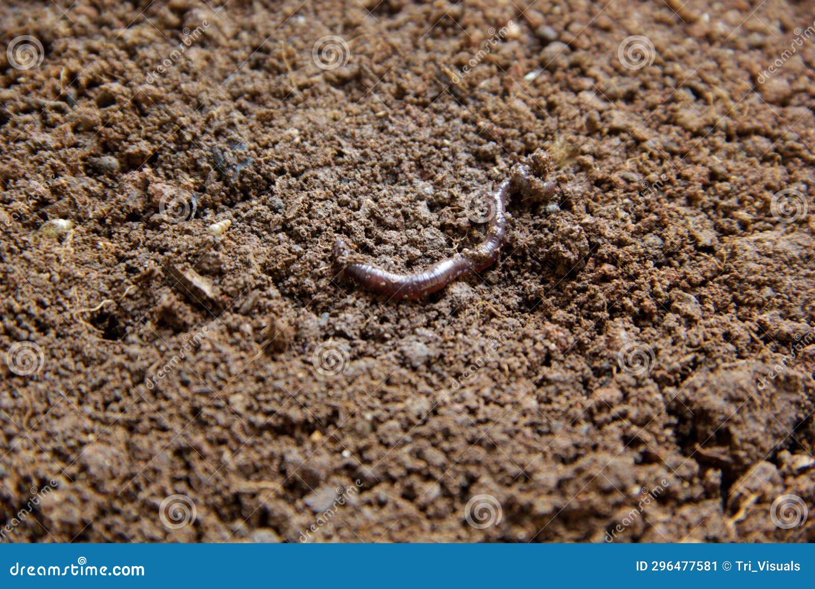 Close Up Earth Worm in Frest Wet Earth Stock Image - Image of striped ...