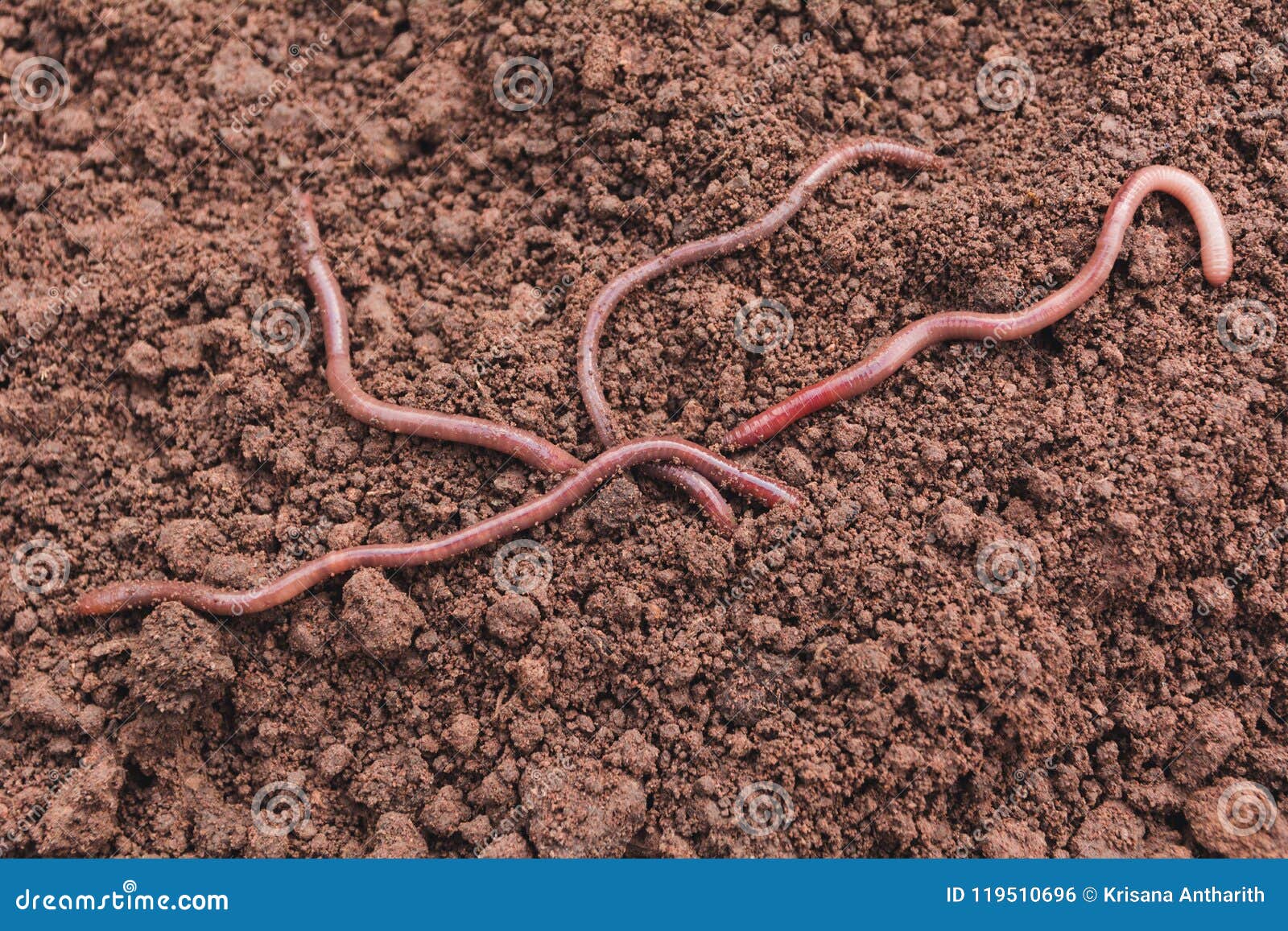 Close Up of Earth Worms in Healthy Earth Stock Photo - Image of ...