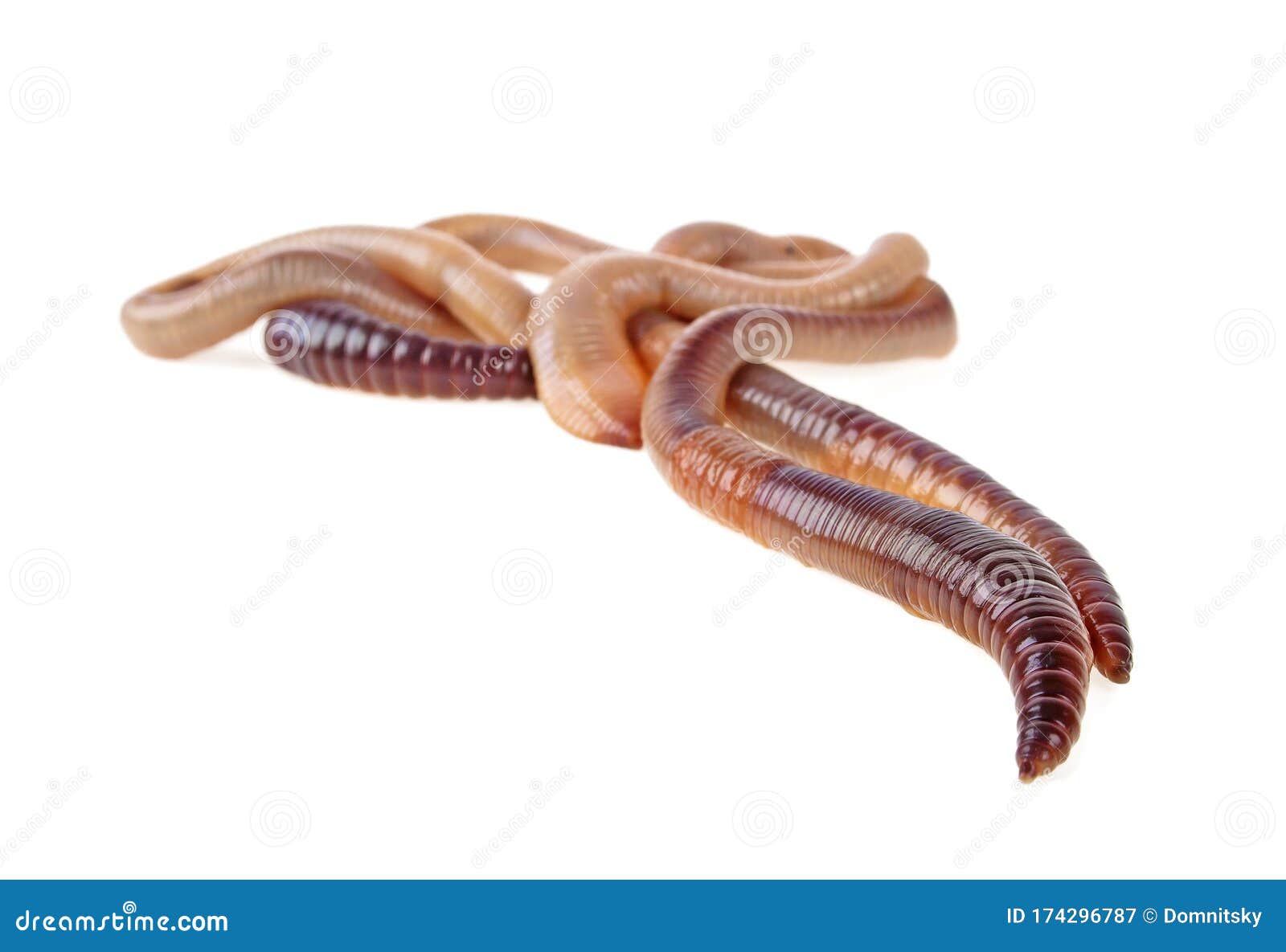 Close Up of Earthworms Isolated on White Background Stock Image - Image ...
