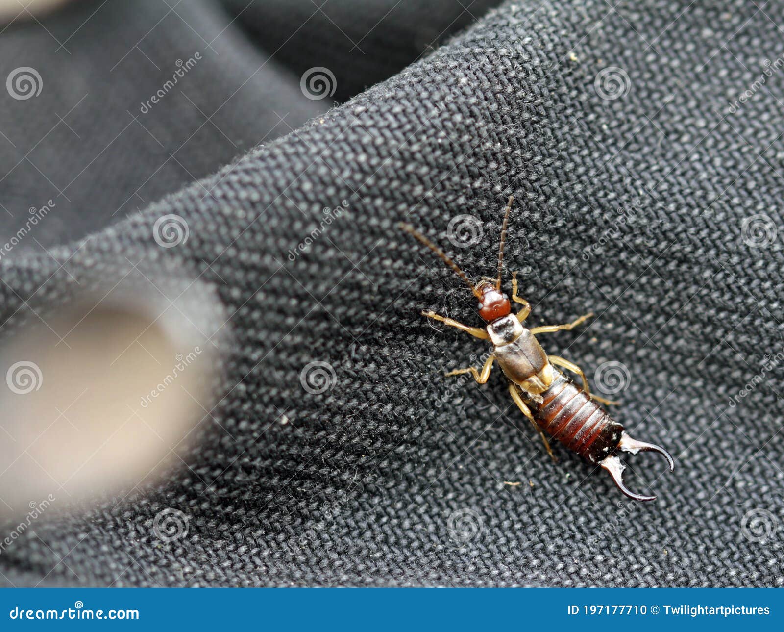 Close up of an earwig stock photo. Image of crawler - 197177710