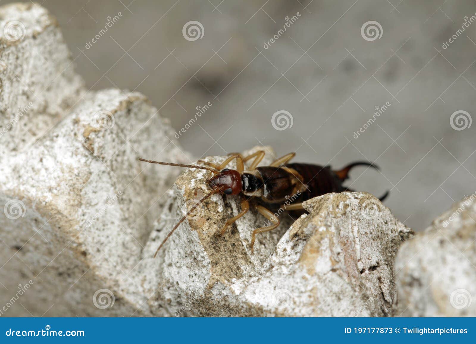 Close up of an earwig stock image. Image of closeup - 197177873