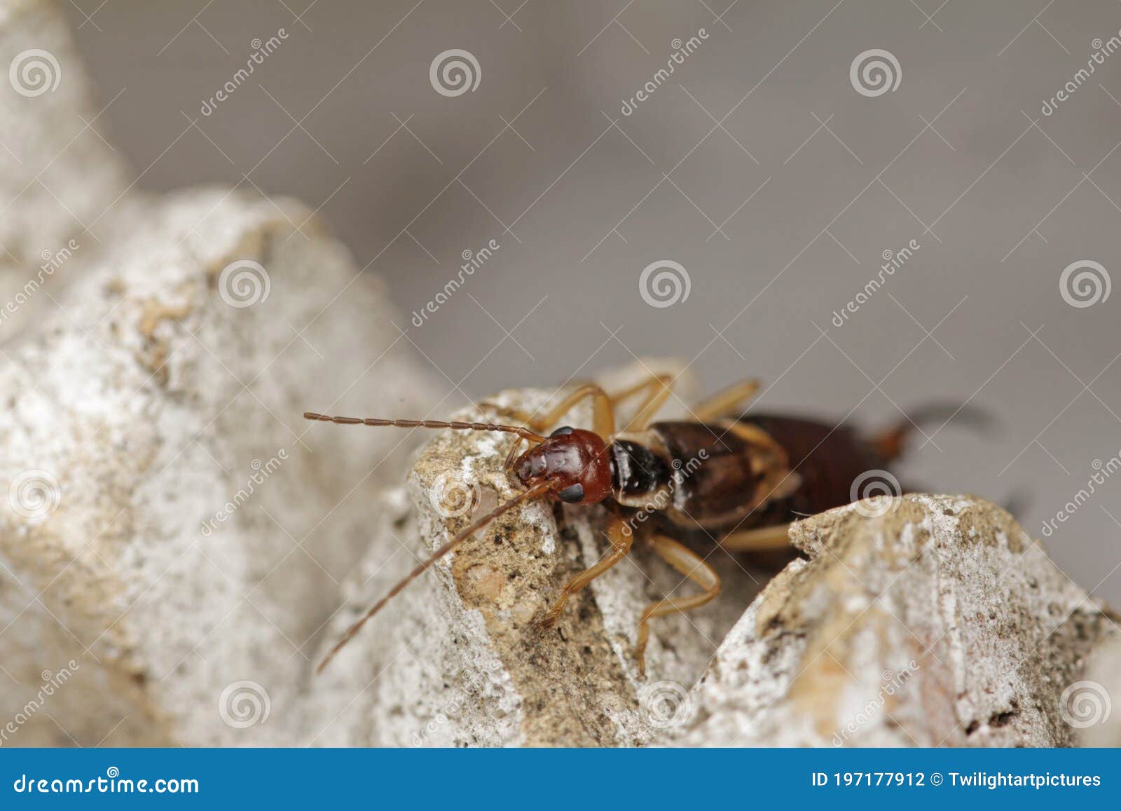 Close up of an earwig stock photo. Image of small, crawler - 197177912