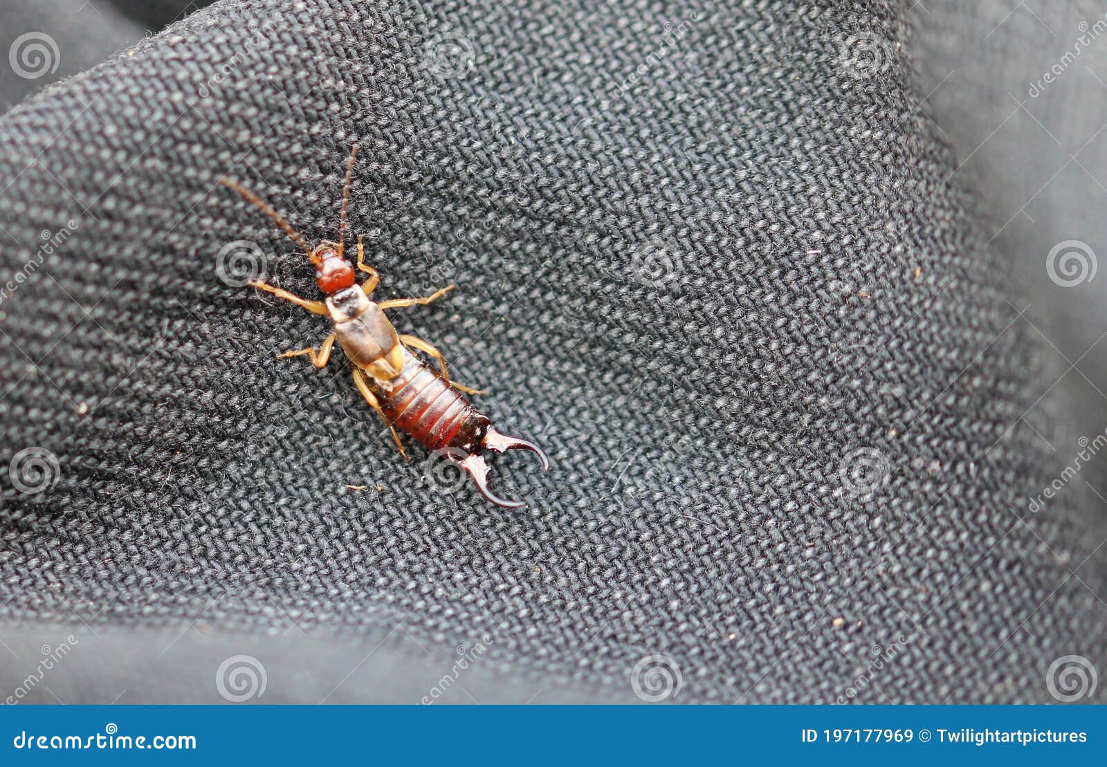 Close up of an earwig stock image. Image of wing, slurp - 197177969