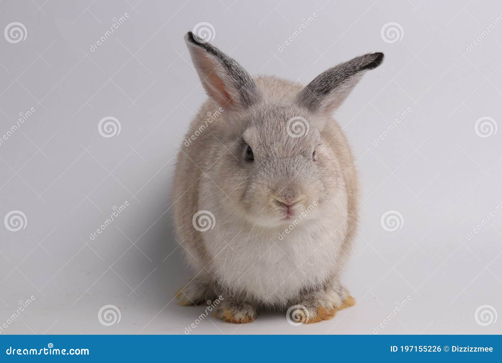 Close Up Easter Bunny Rabbit Stock Photo - Image of furry, nature ...