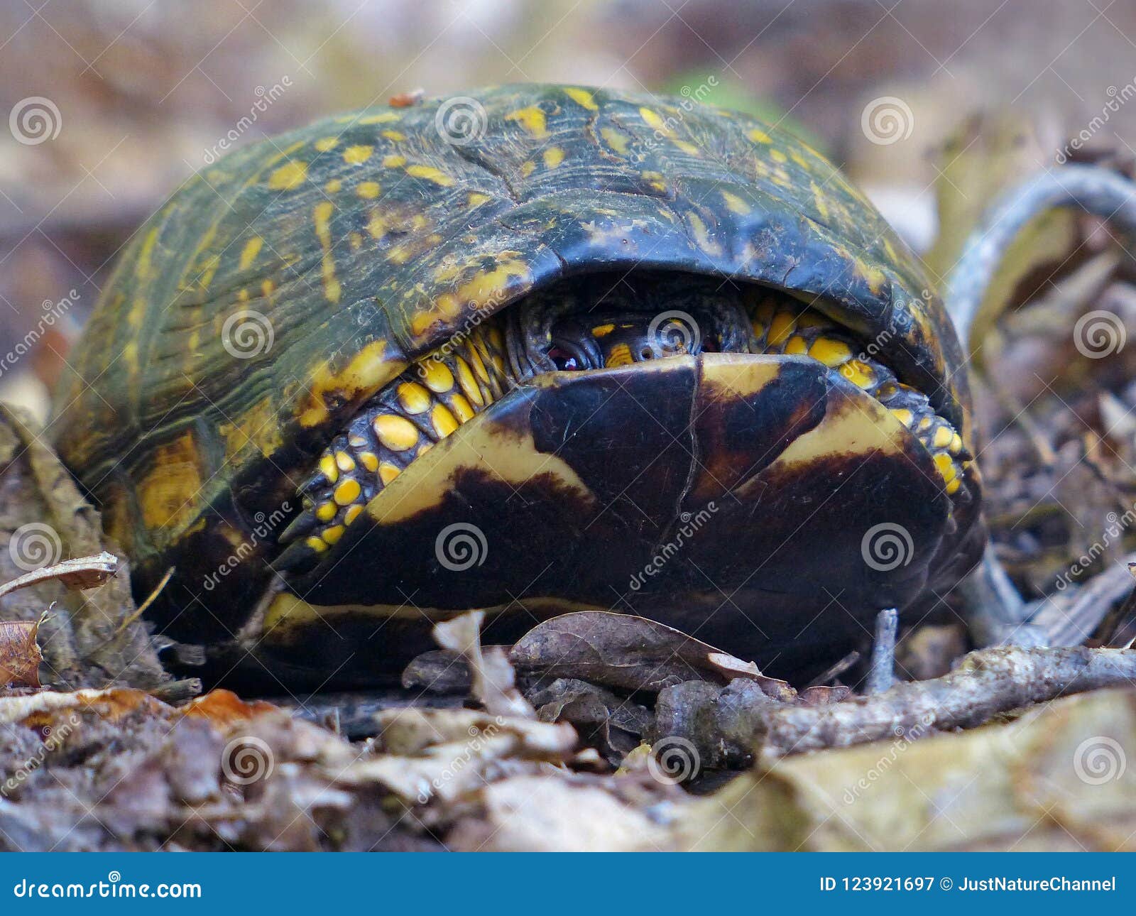 Eastern Box Turtle Peeking Out Stock Image - Image of reptile, brown ...