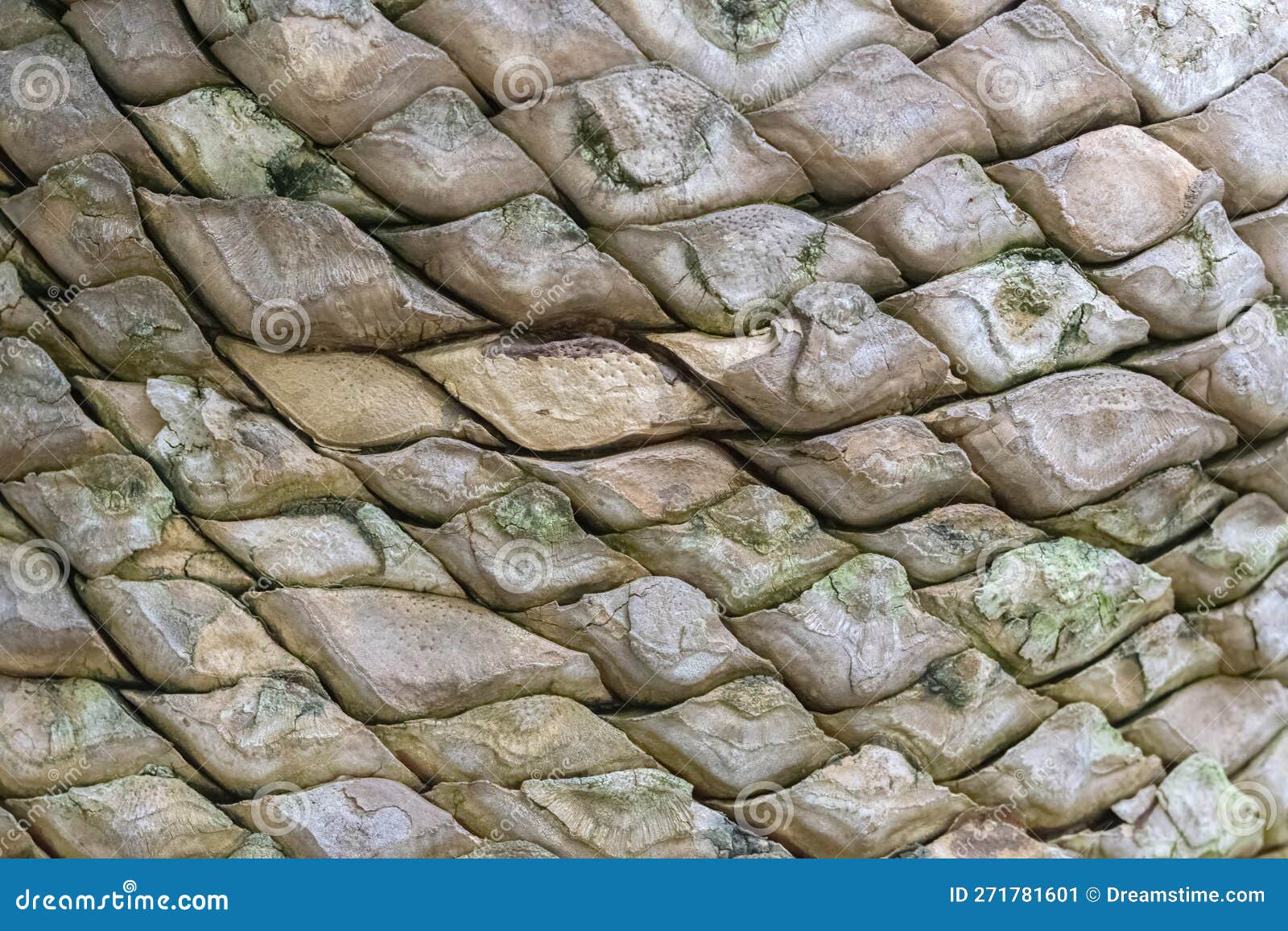 Close Up Eastern Cape Giant Cycad at Amsterdam the Netherlands 28-1 ...