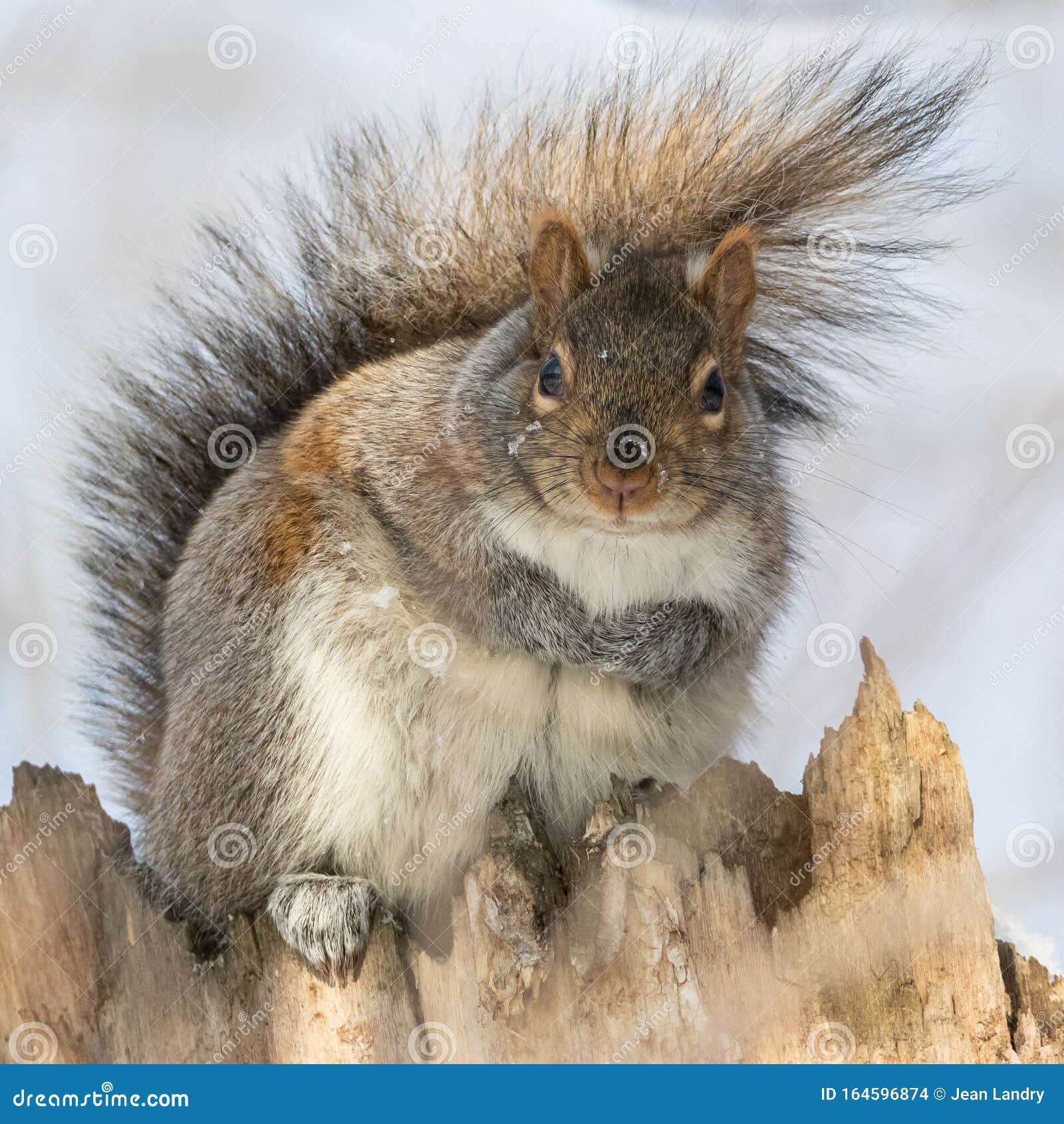 Close Up of Eastern Grey Squirrel with Tail Over Its Back Stock Photo ...