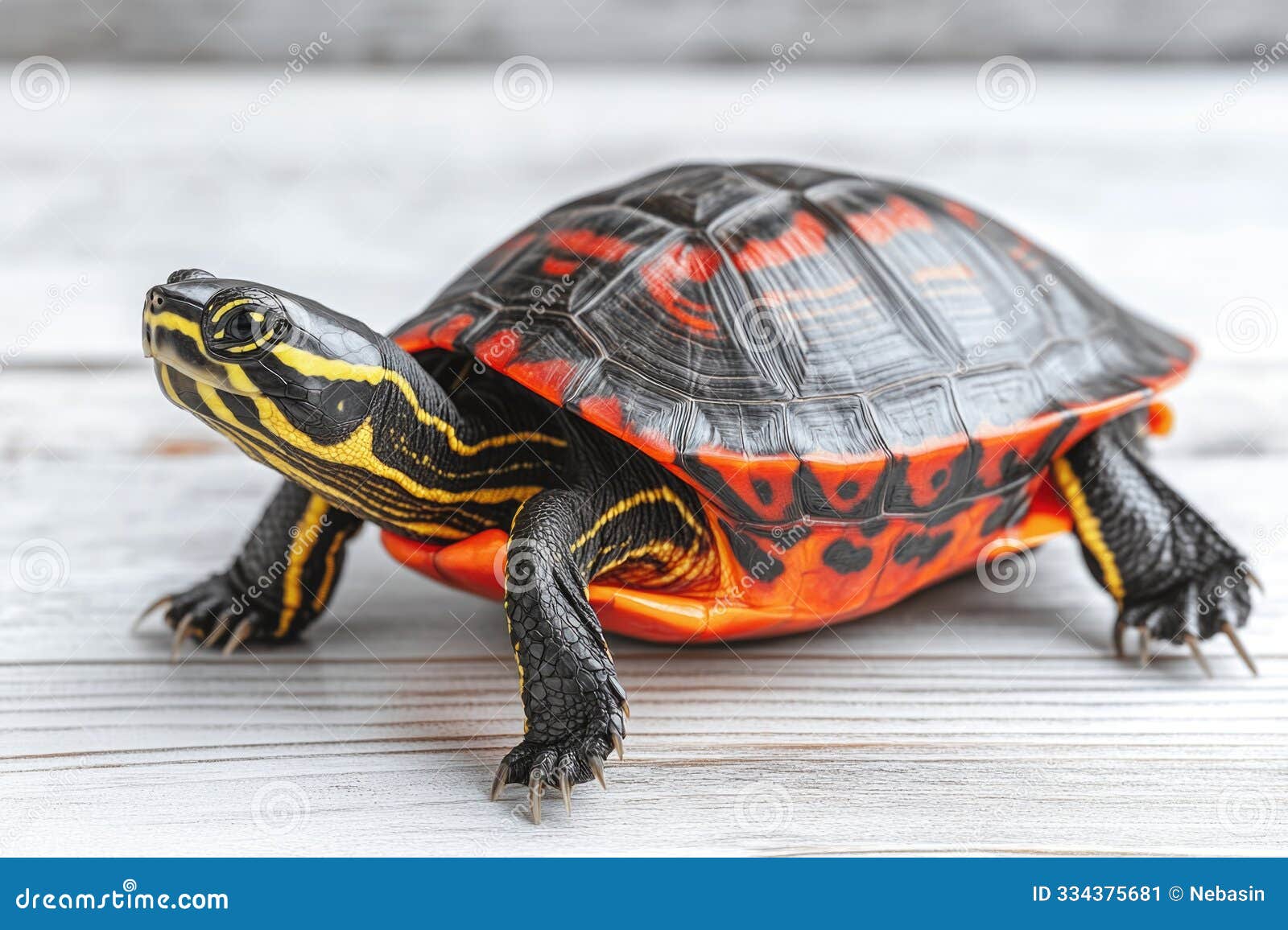 Close-Up of Eastern Painted Turtle on Wooden Surface Capturing Detailed ...