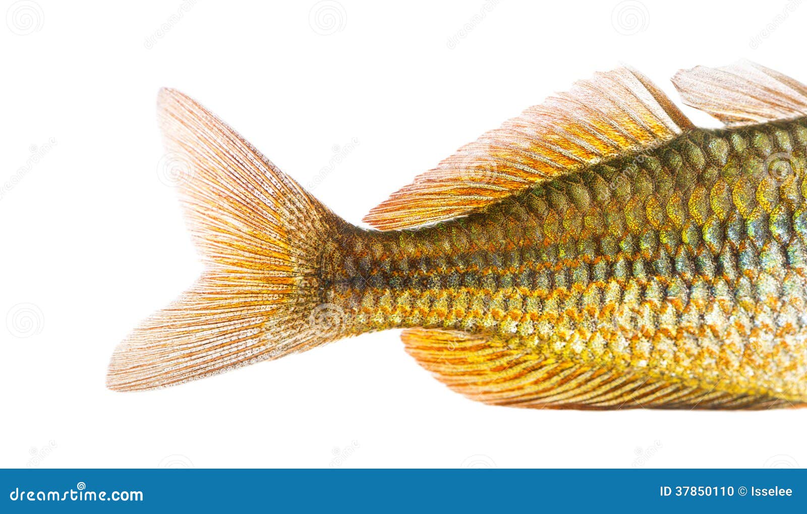 Close-up of an Eastern Rainbowfish S Caudal Fin Stock Photo - Image of ...