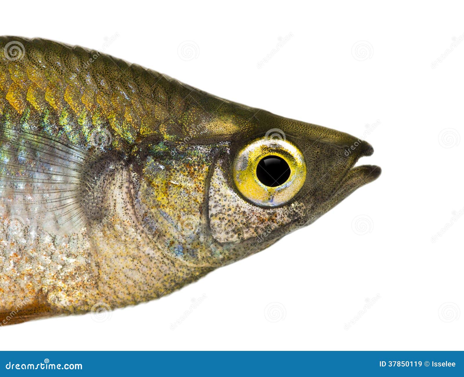 Portrait Of Rainbowfish (Melanotaenia Herbertaxelrodi) In Aquarium ...
