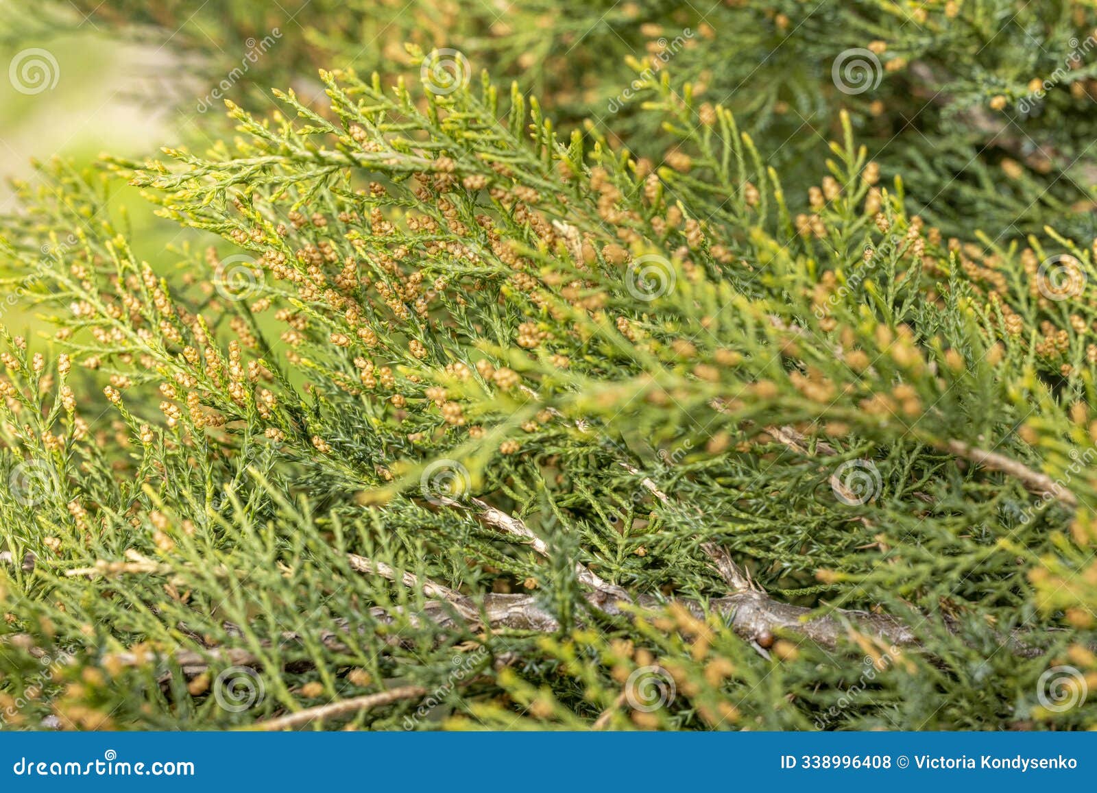 Eastern Red Cedar Tree Showing Pollen Cones in Spring Stock Photo ...