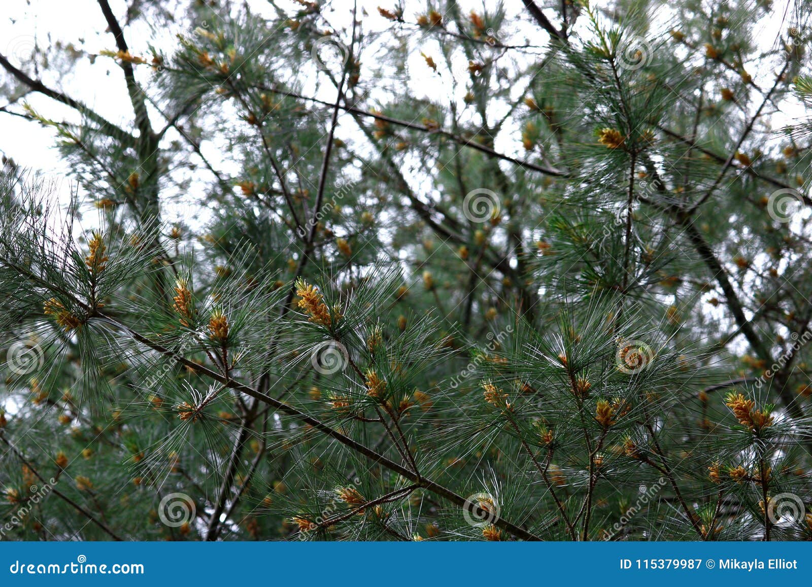 Eastern White Pine Tree Branches Stock Image - Image of green, breezy ...