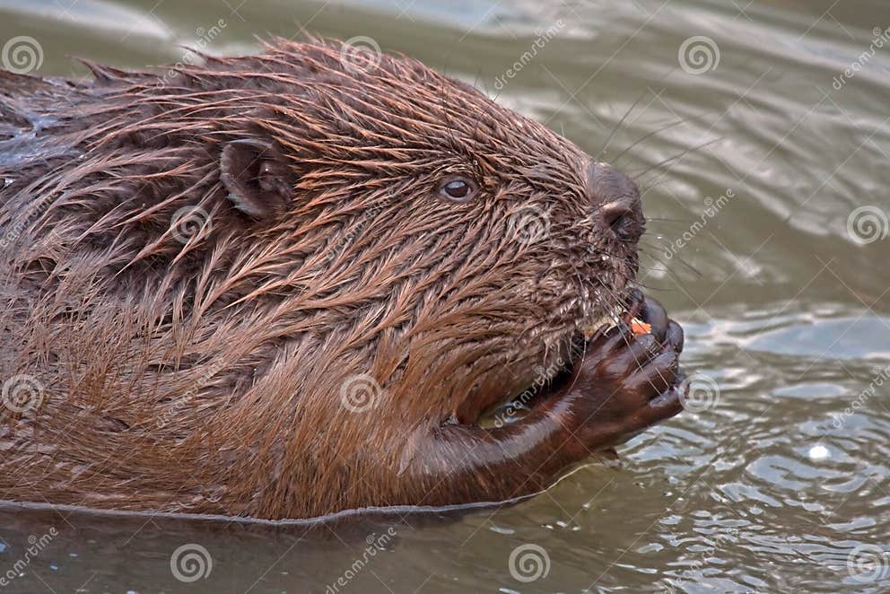 Close-up of eating beaver stock image. Image of gnaw - 20188343
