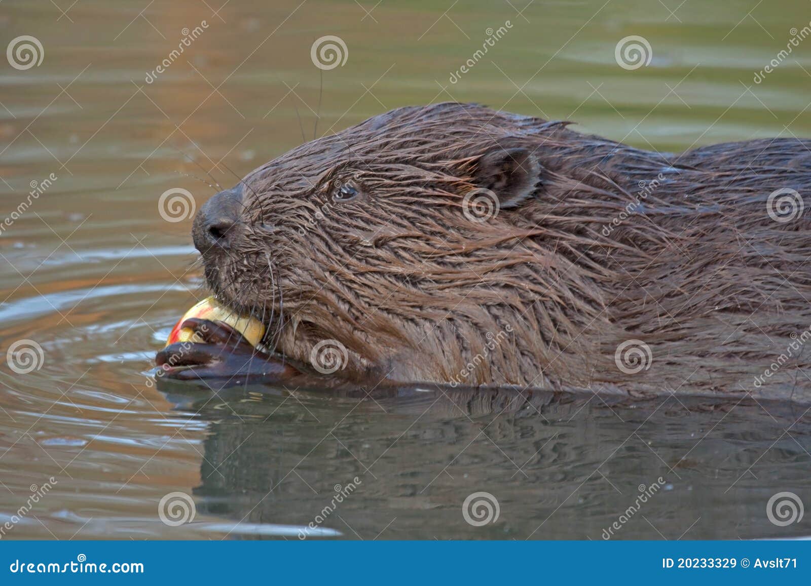 Close-up of eating beaver stock image. Image of gnaw - 20233329