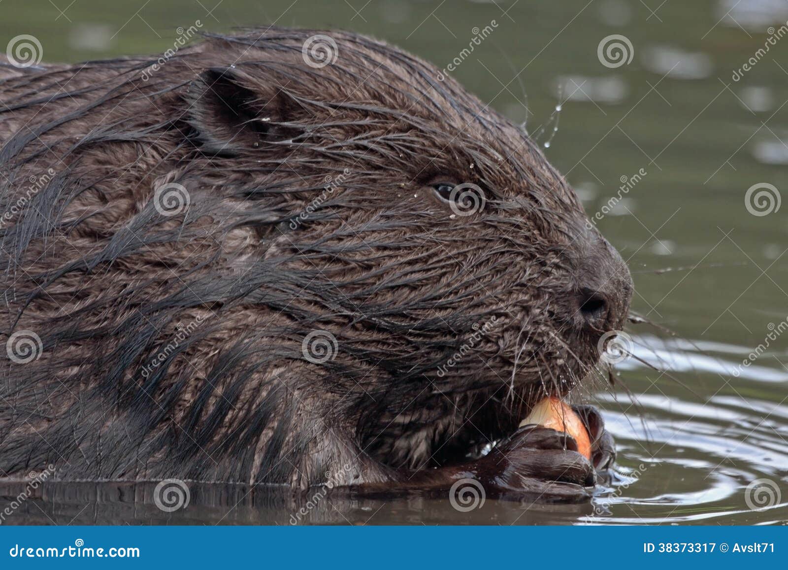 Close-up of eating beaver stock image. Image of cute - 38373317