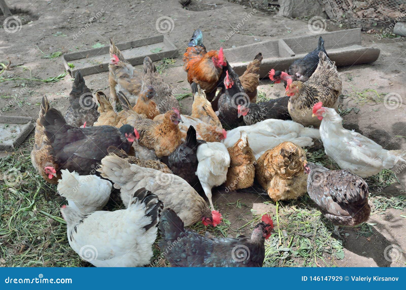 Hens eating 8 stock image. Image of rooster, beak, farm - 146147929