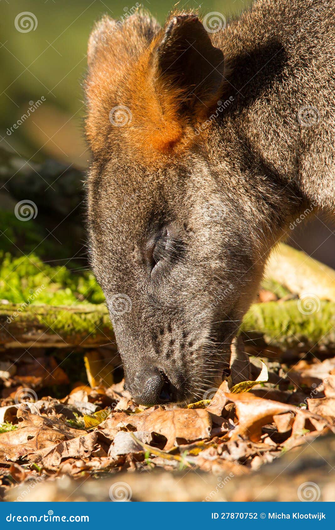 Close-up of an Eating Swamp Wallaby Stock Photo - Image of holland ...