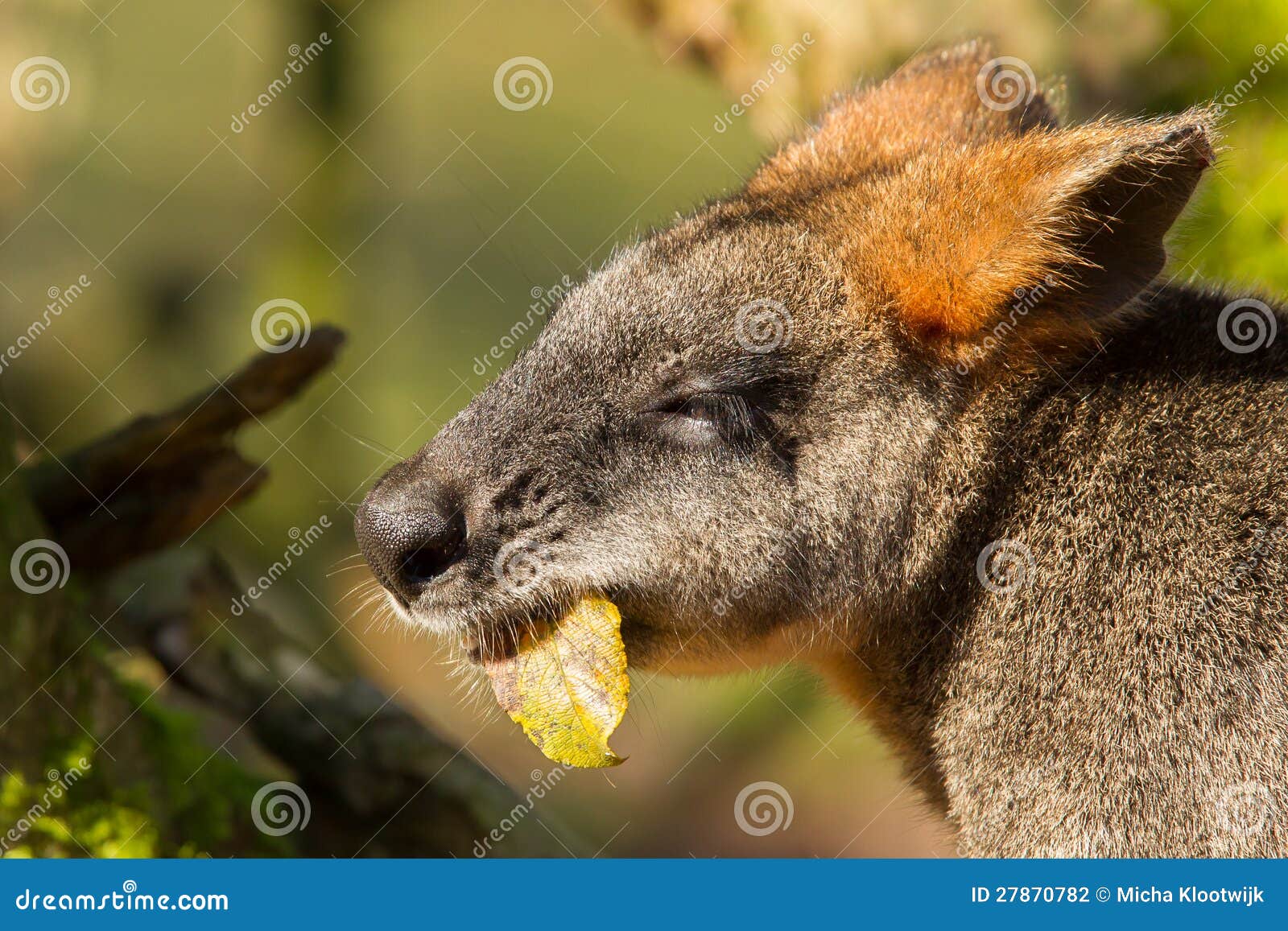 Close-up of an Eating Swamp Wallaby Stock Photo - Image of hair, front ...